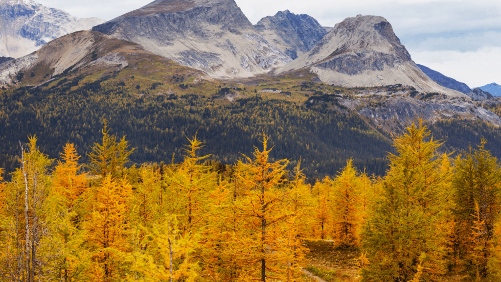 Everything you need to know about Siberian Larch • Sauna Experts